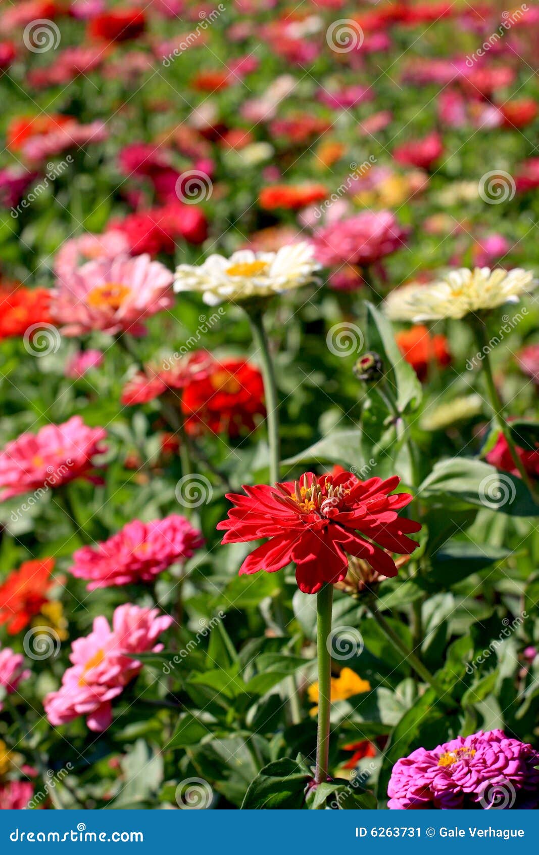 Zinnia Garden stock image. Image of colorful, florist - 6263731