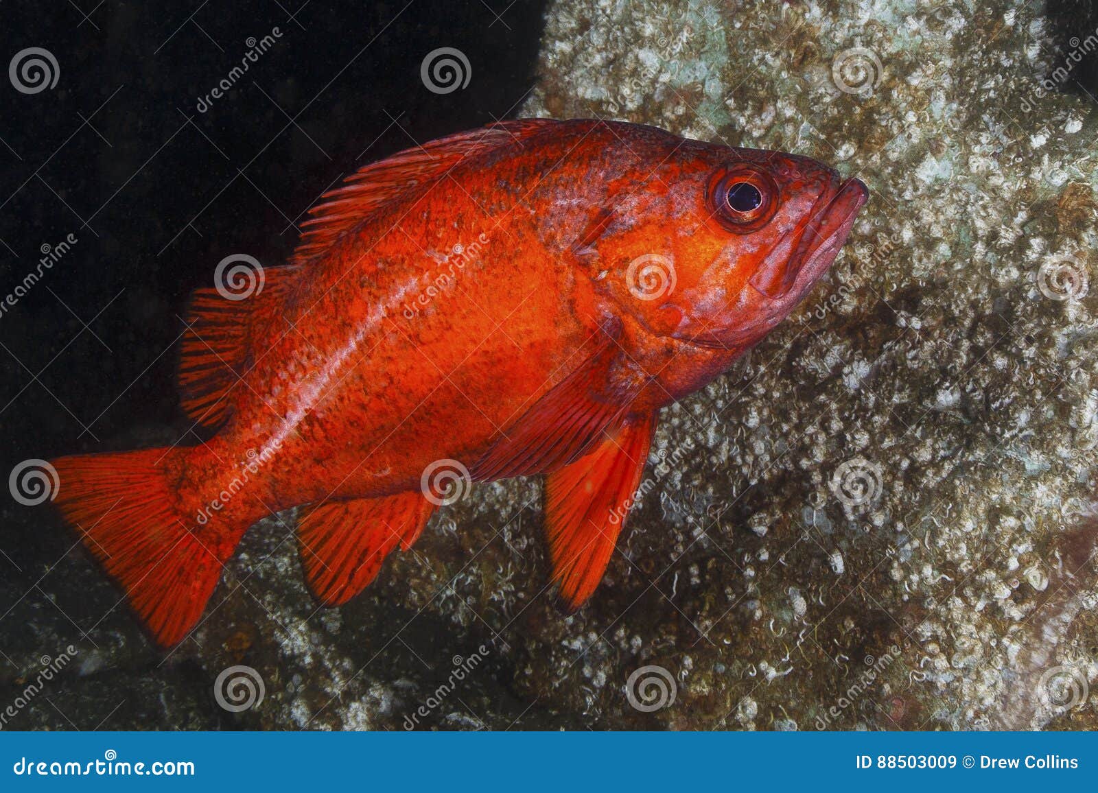 Zinnoberrot-Klippenbarsch stockbild. Bild von selten - 88503009