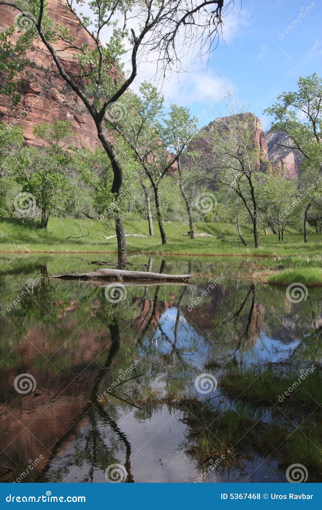 Zion National Park Standing Water Stock Photo - Image of color, beauty ...