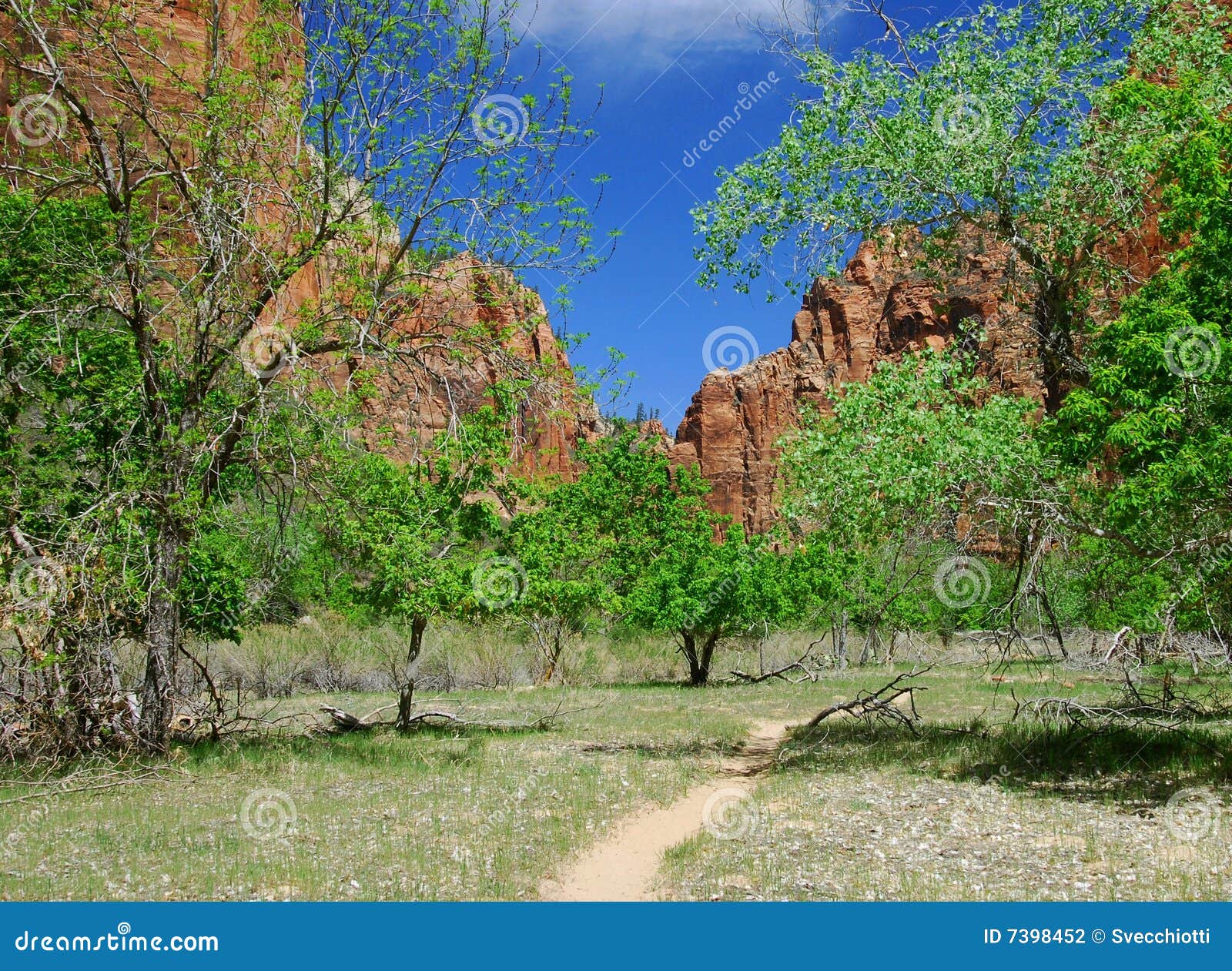 Zion Spring stock photo. Image of trees, trail, parks - 7398452