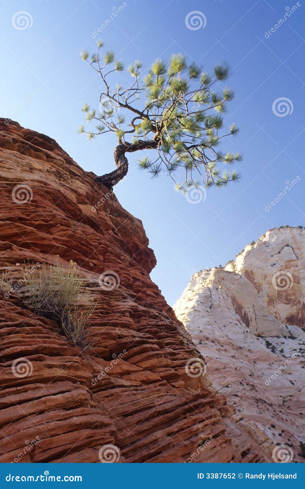 Zion Tree stock photo. Image of hanger, pine, tree, zion - 3387652