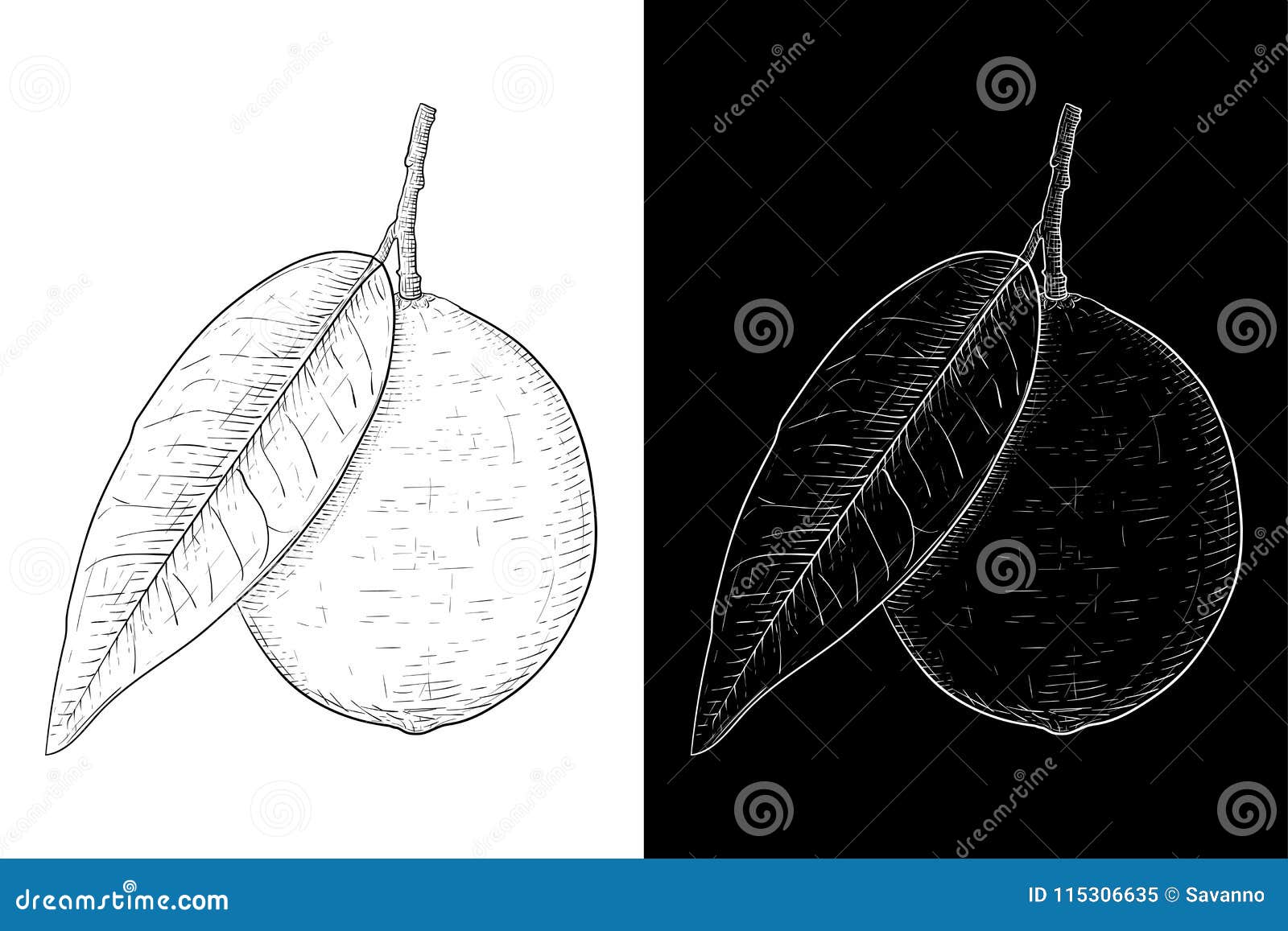 Zitrone Hand Gezeichnete Skizze Vektor Abbildung - Illustration von ...