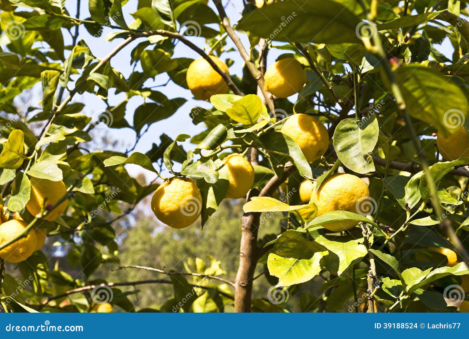 Zitronenbaum stockfoto. Bild von zitrone, zweig, italien - 39188524