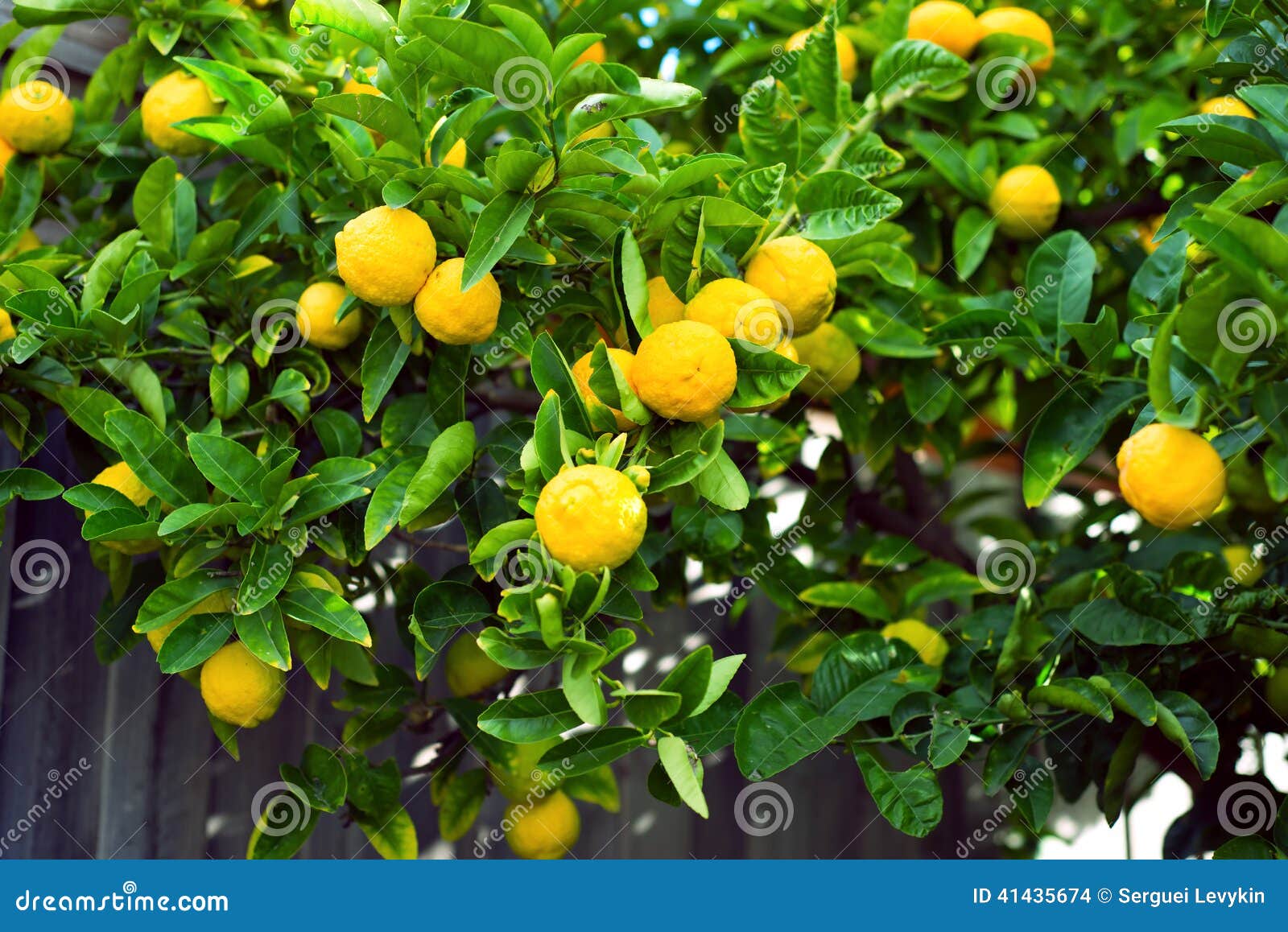 Zitronenbaum mit Zitronen stockfoto. Bild von bunt, zweig - 41435674