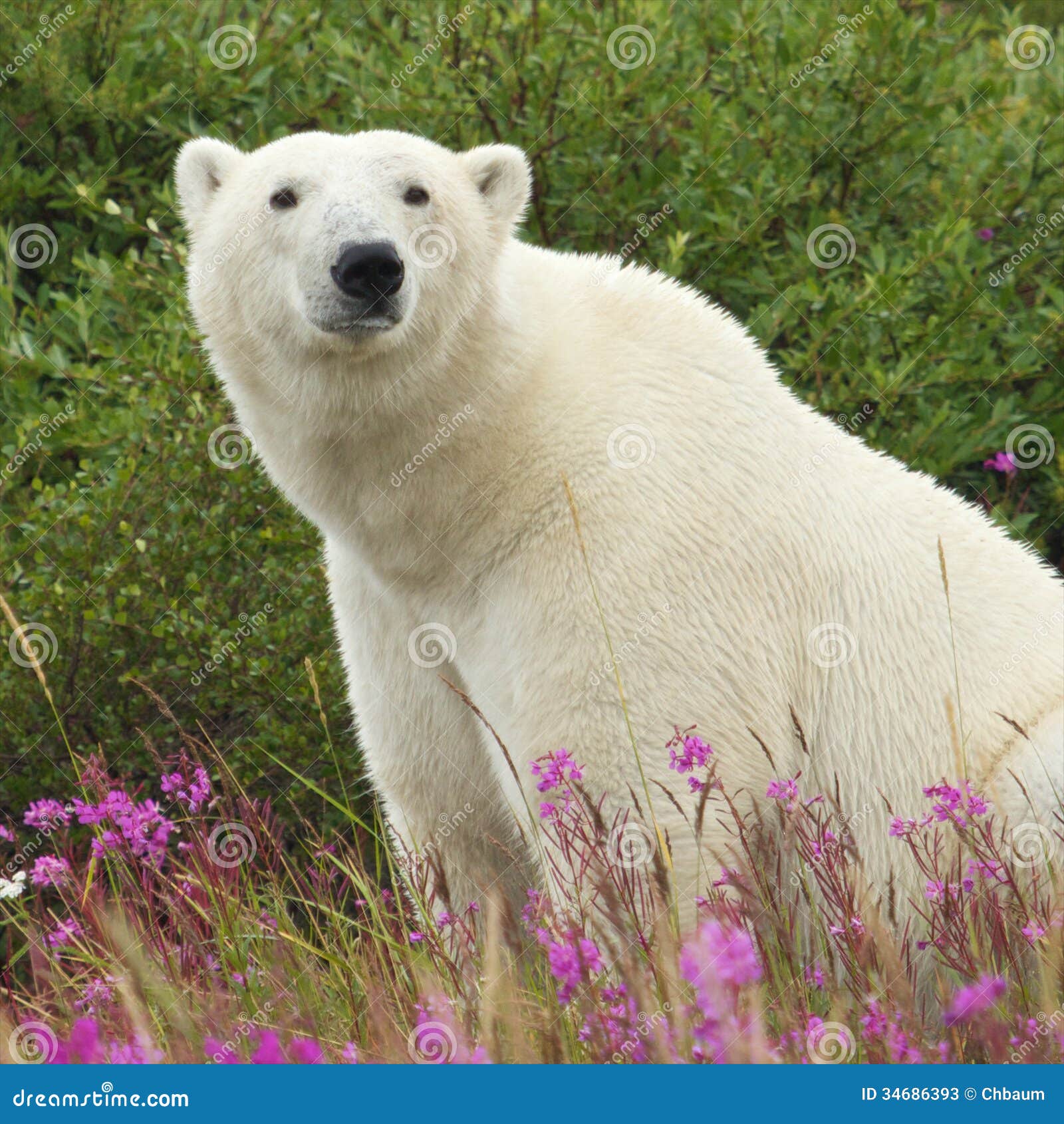 Zittende Ijsbeer stock afbeelding. Image of mannetje - 34686393
