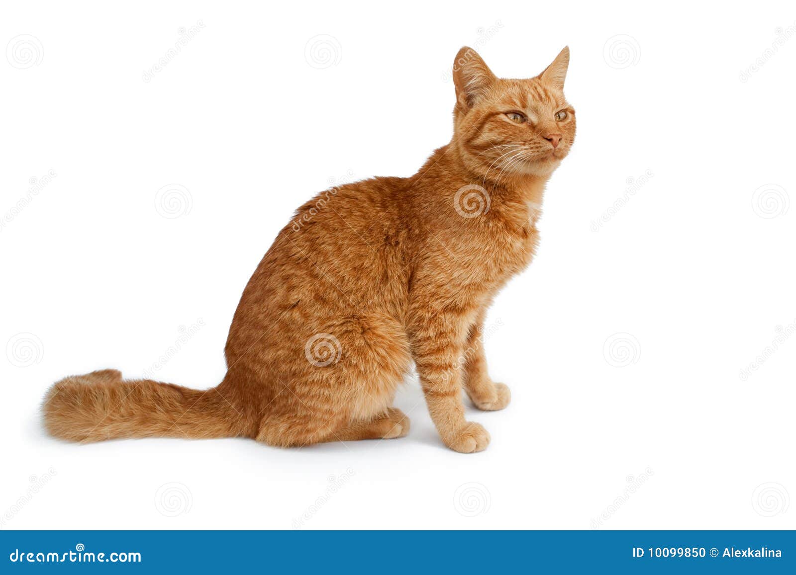 Zittende rode kat stock foto. Image of achtergrond, zuiveren - 10099850