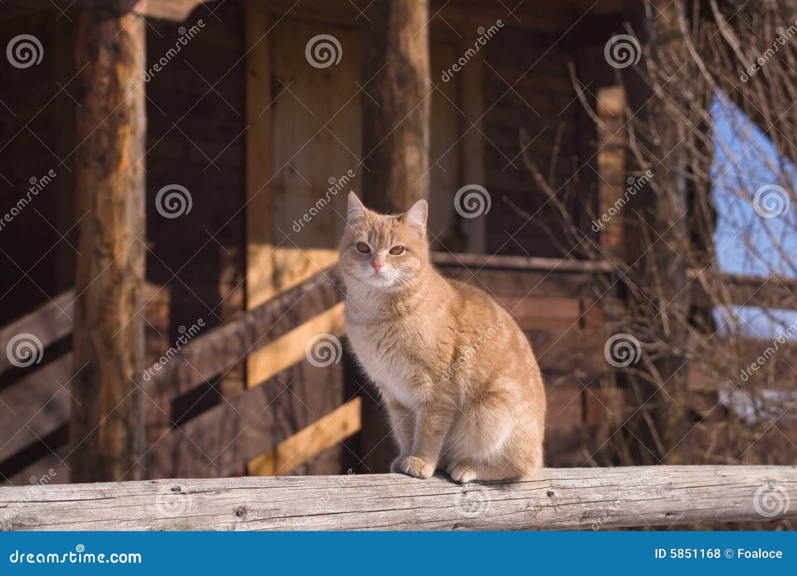 Zittende rode tabby kat stock foto. Image of openlucht - 5851168