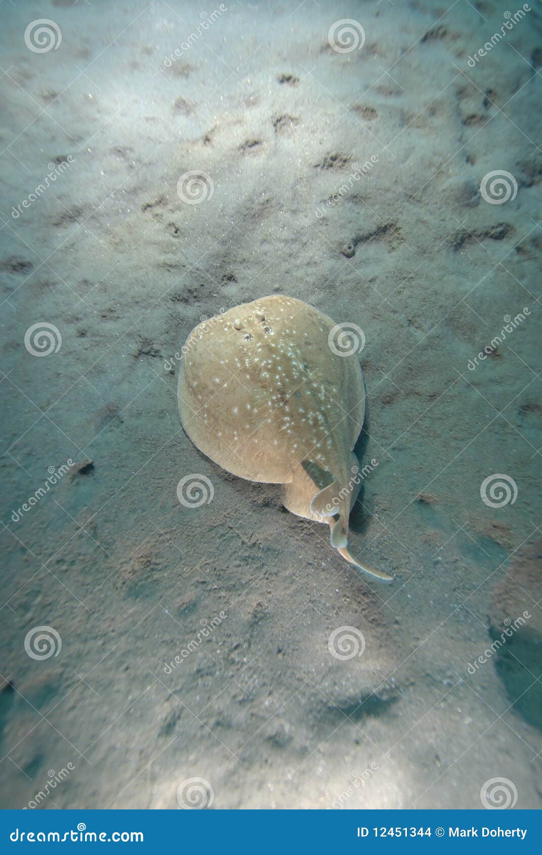 Zitterrochen stockfoto. Bild von strahl, gemarmort, vertikal - 12451344