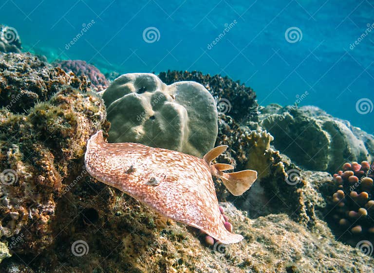 Zitterrochen Oder Torpediniformes Stockbild - Bild von elektrisch ...