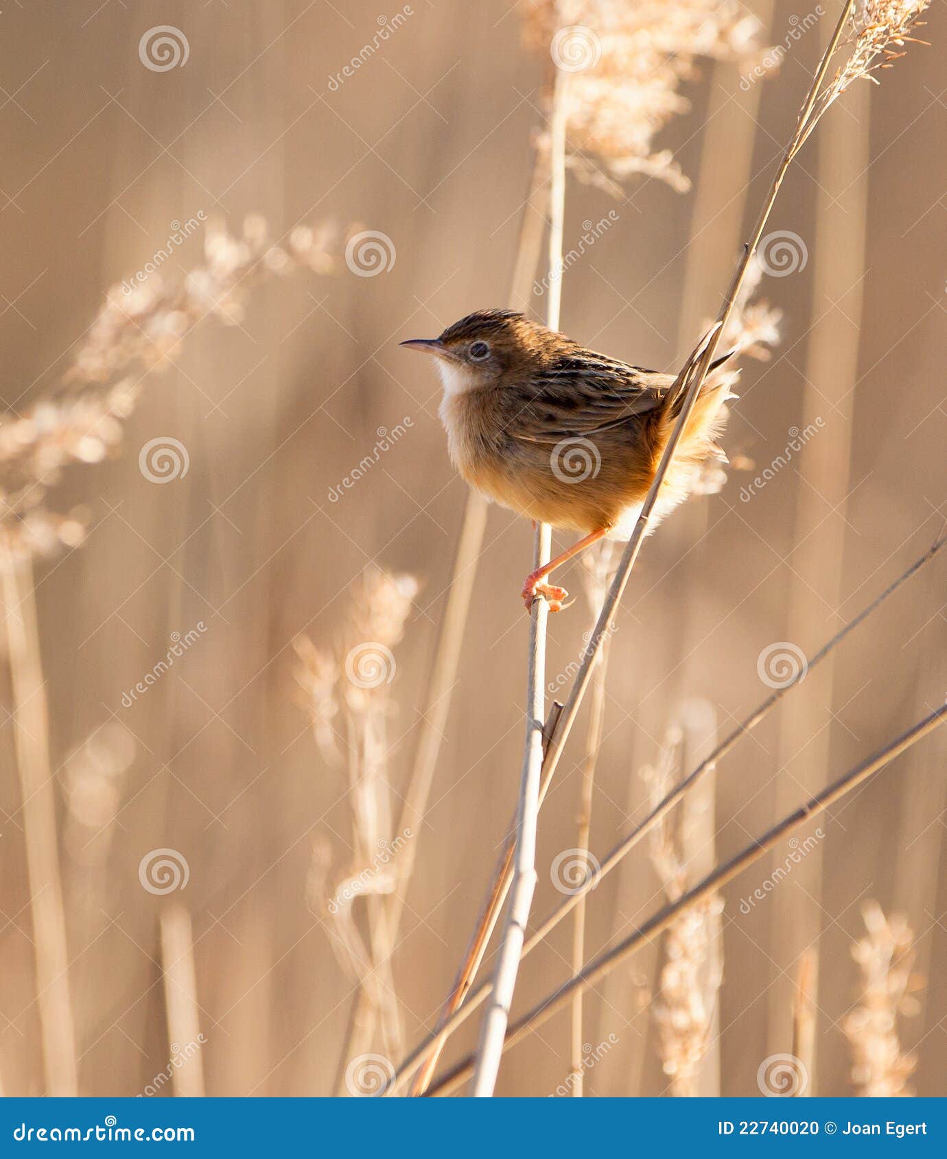 Zitting Cisticola Against the Light Stock Photo - Image of nature ...