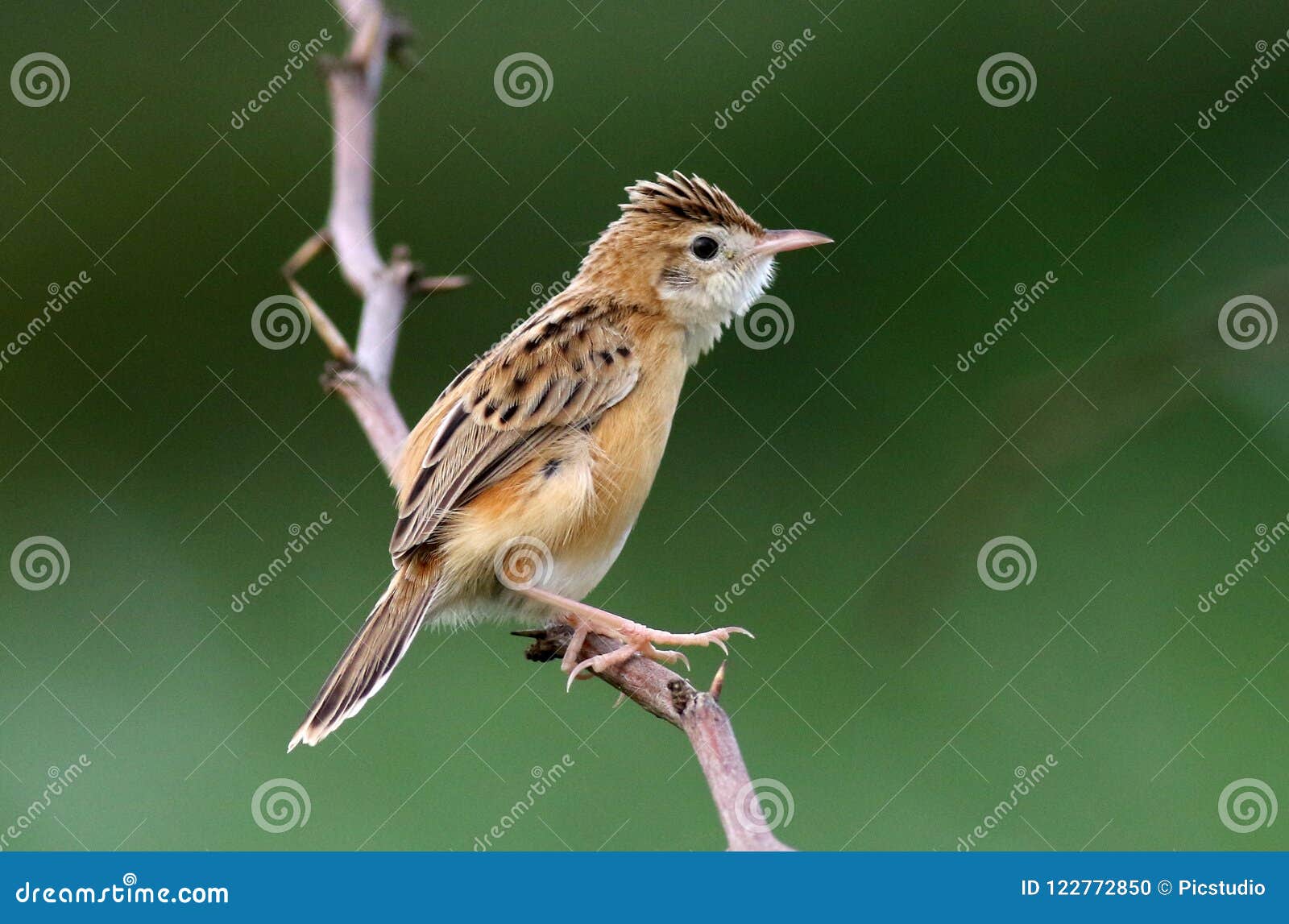 Zitting cisticola stock photo. Image of patch, feathers - 122772850