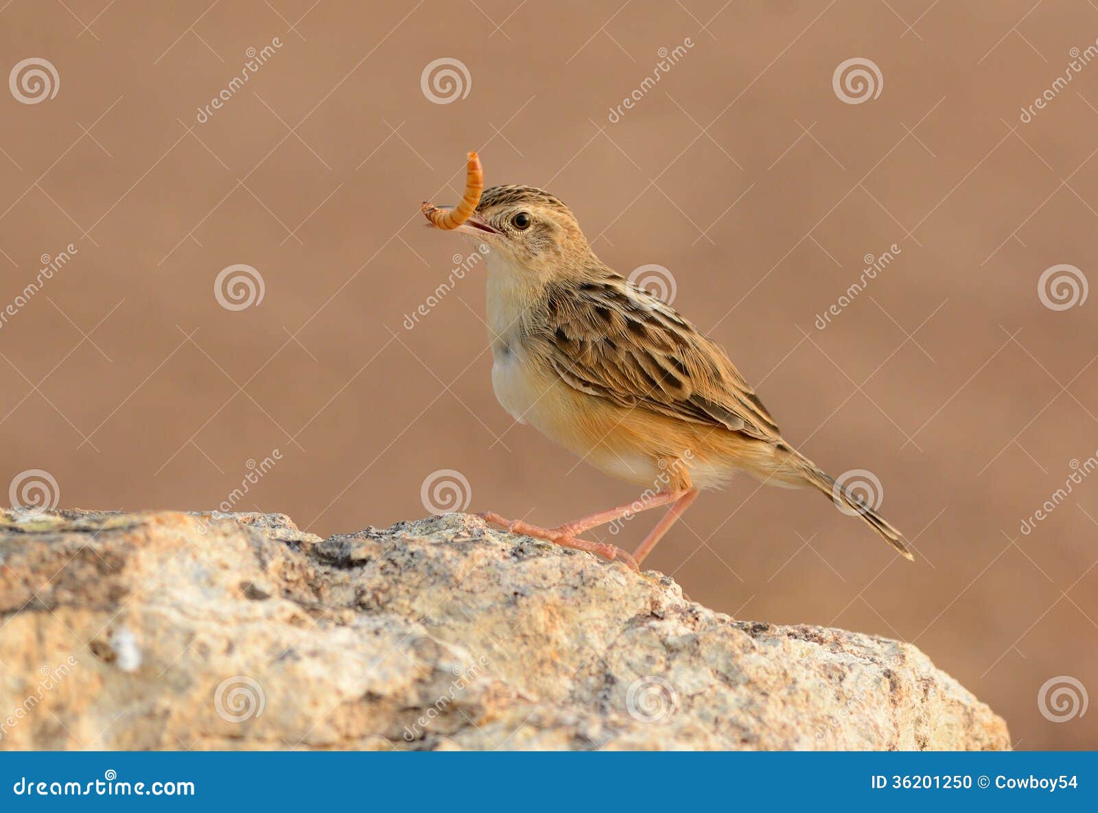 Zitting Cisticola (Cisticola Juncidis) Stock Photo - Image of bird ...