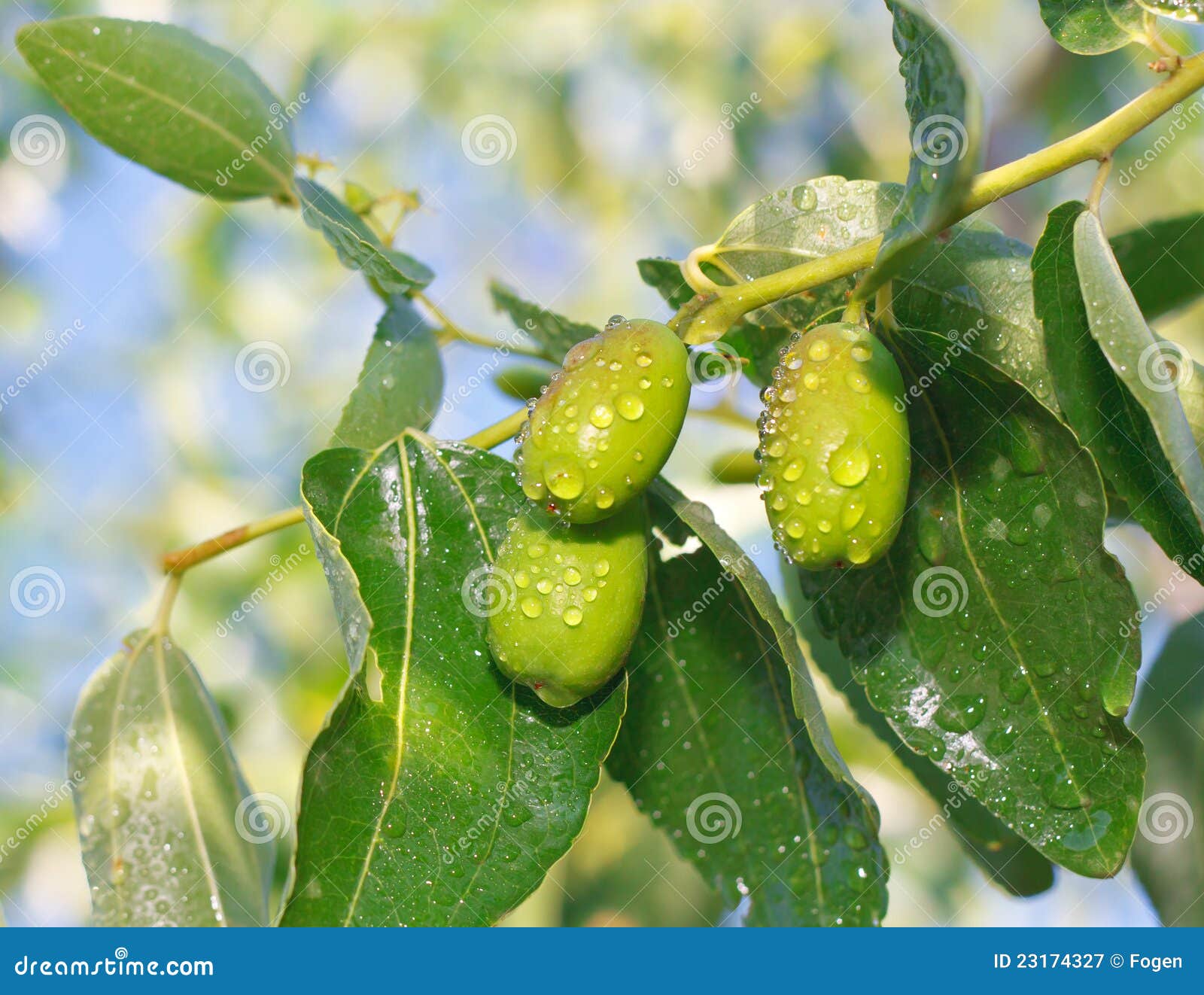 Ziziphus jujuba stock image. Image of jujuba, concept - 23174327