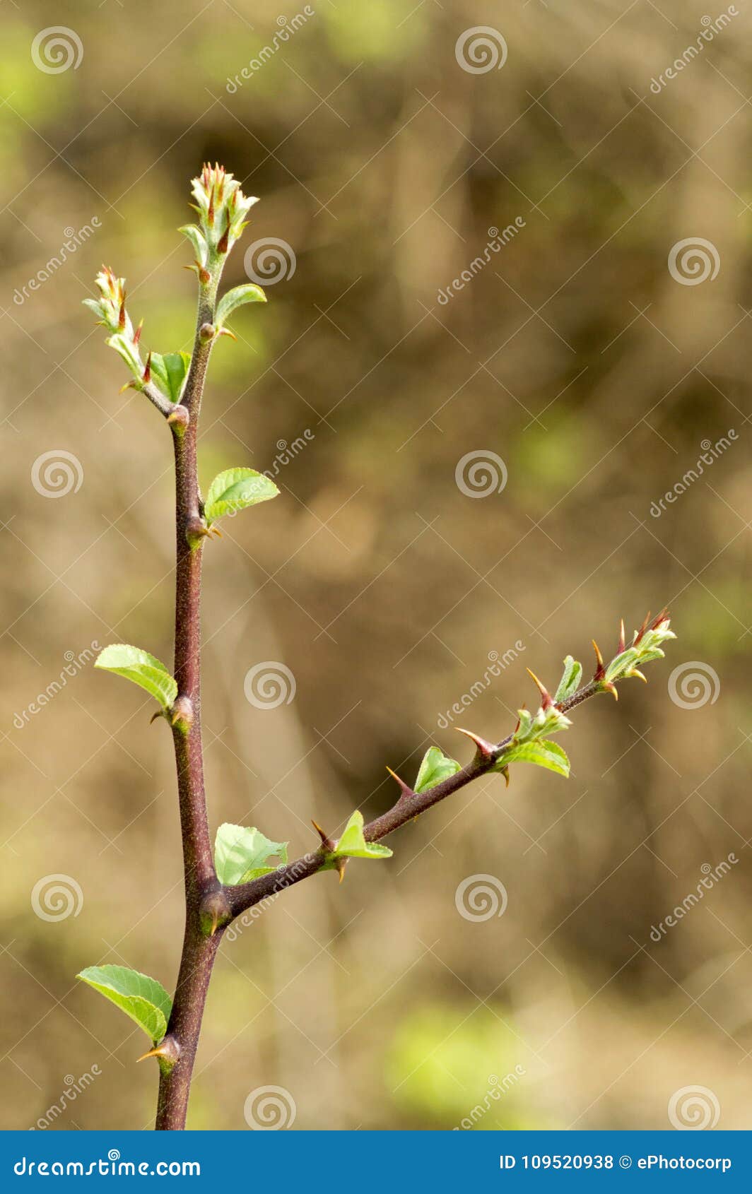 Zizyphus Jujuba, Jujube Red Date Stock Photo - Image of fruit, flowers ... Zizyphus Jujuba, Jujube Red Date Stock Photo - Image of fruit, flowers ...