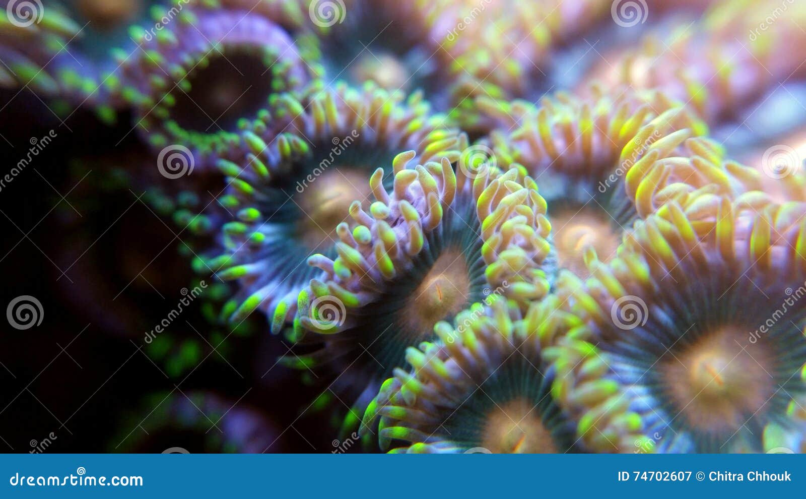 Zoanthid stock image. Image of polyps, zoas, close, macro - 74702607
