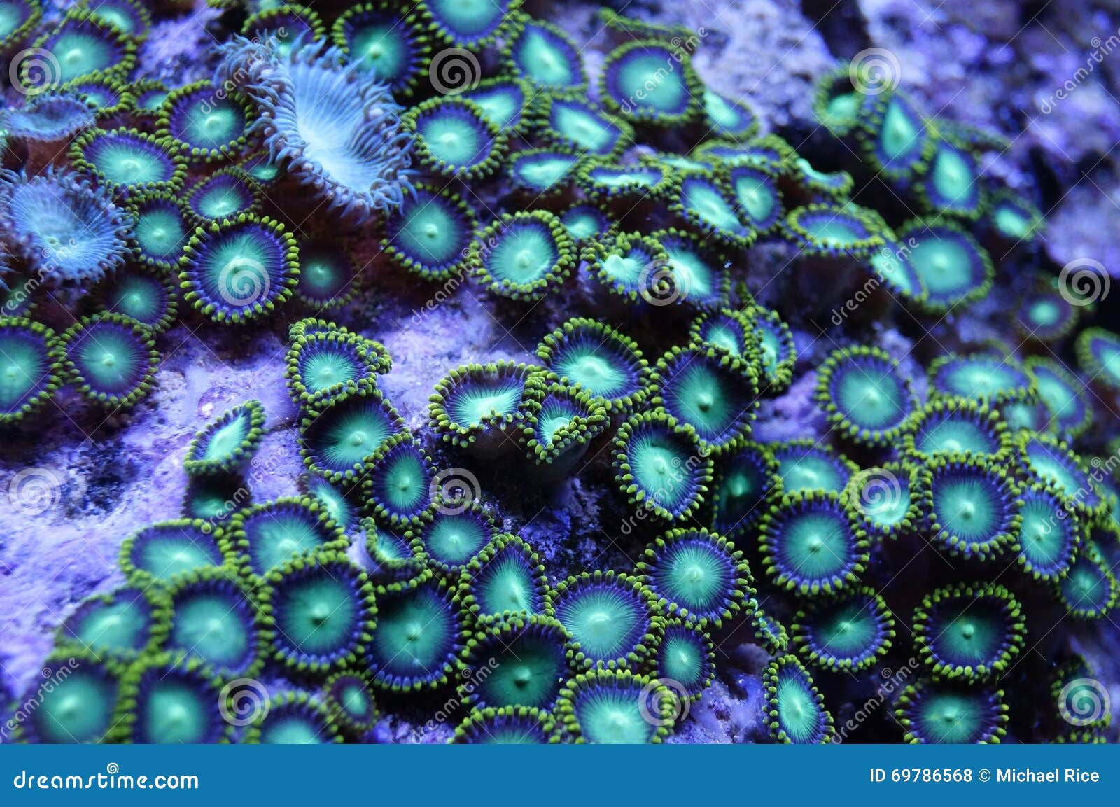 Zoanthid Verde Coral Colony Fotografia Stock - Immagine di colonia ...