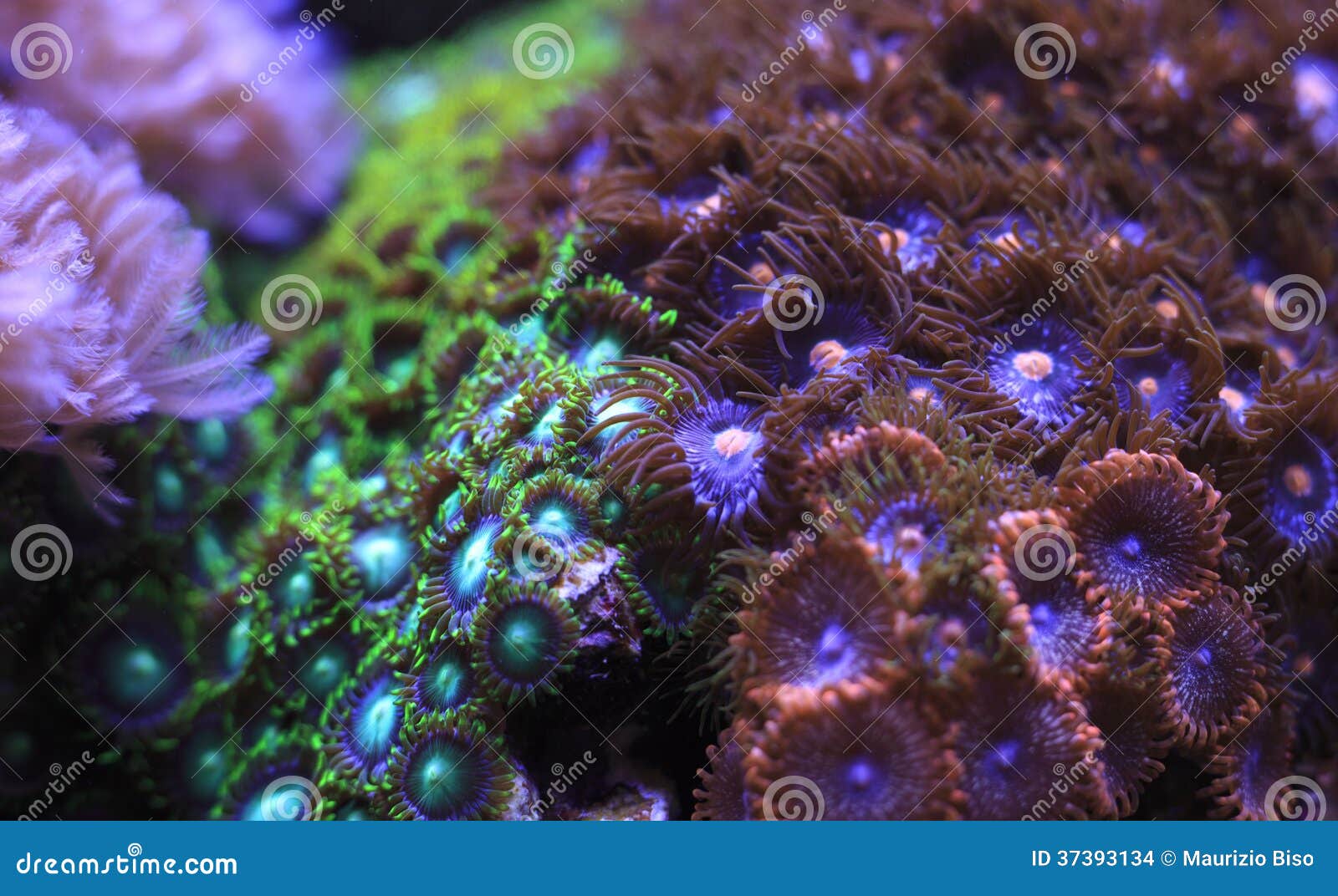 Zoanthids stock photo. Image of aquarium, life, zoantharia - 37393134