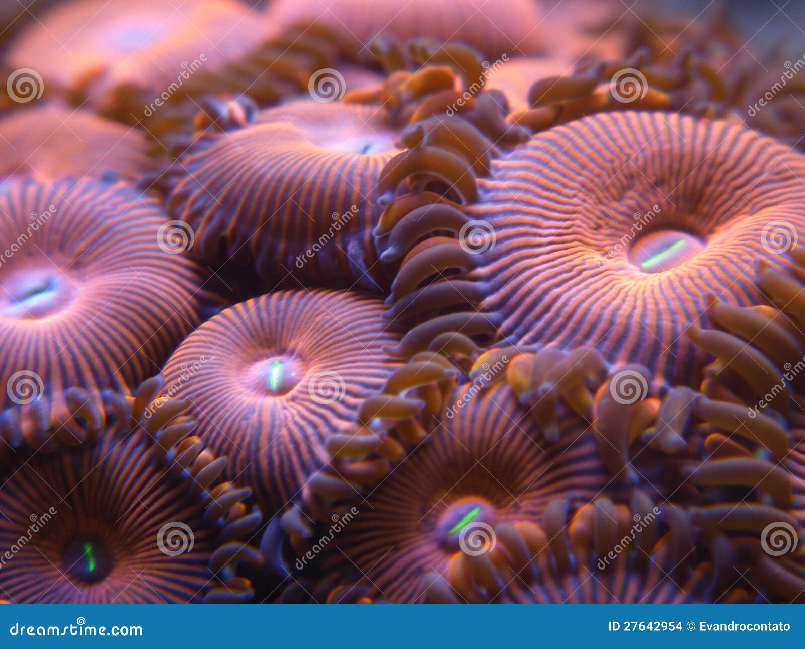 Zoanthos stock photo. Image of atlantic, zooids, coral - 27642954