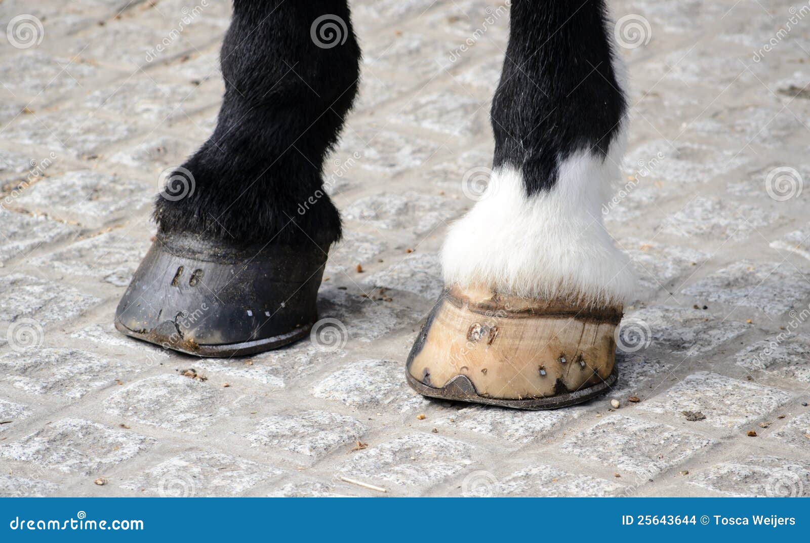 Zoccoli del cavallo fotografia stock. Immagine di zoccolo - 25643644