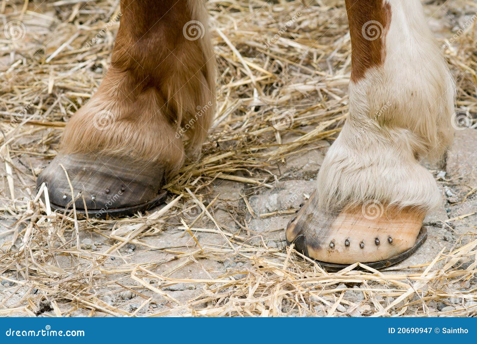 Zoccolo del cavallo immagine stock. Immagine di zoccolo - 20690947