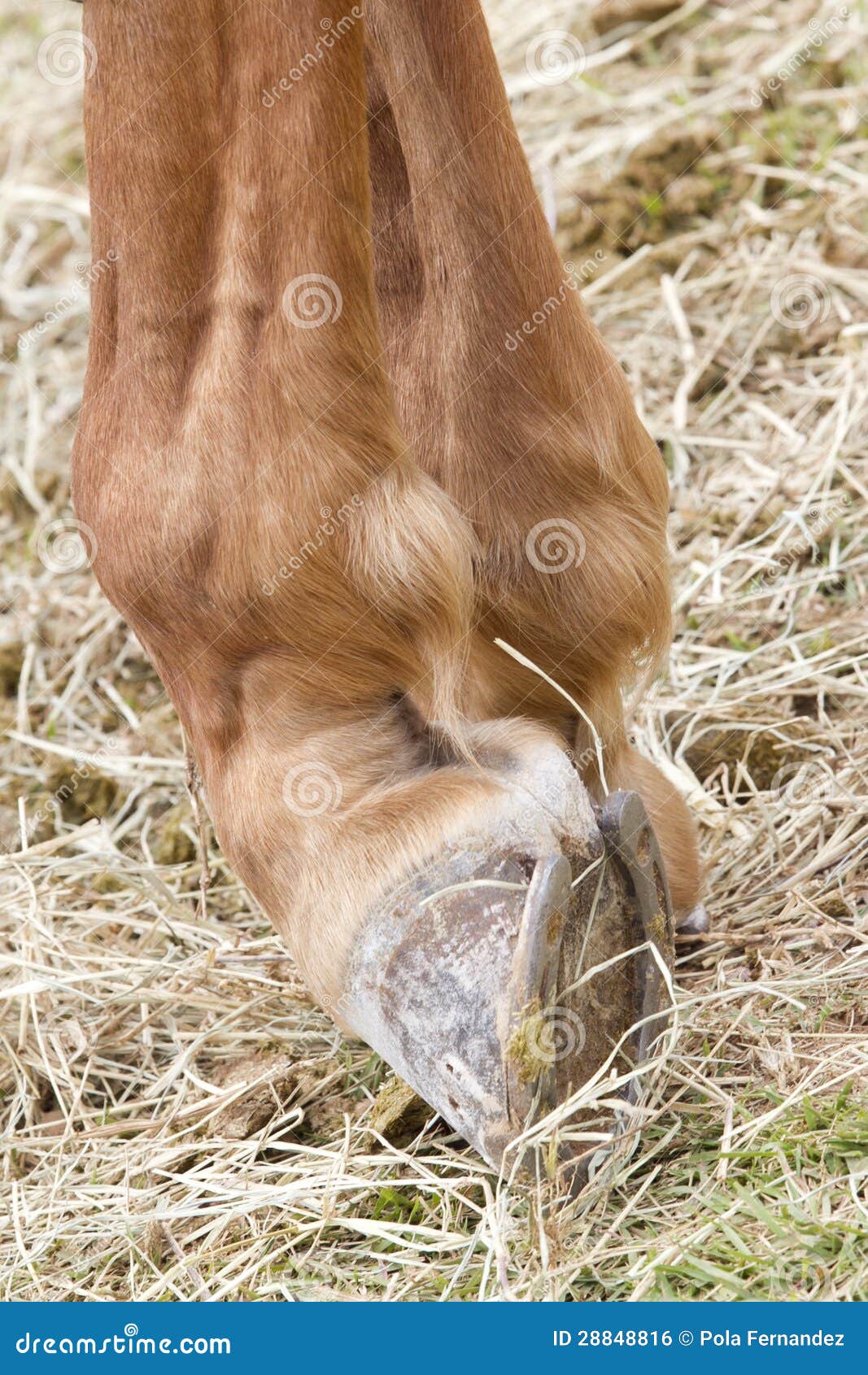 Zoccolo di un cavallo fotografia stock. Immagine di marrone - 28848816