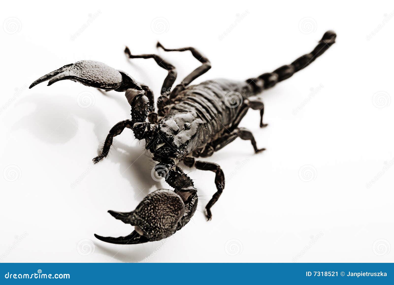 Zodiac stock image. Image of hunting, creepy, insect, nature - 7318521
