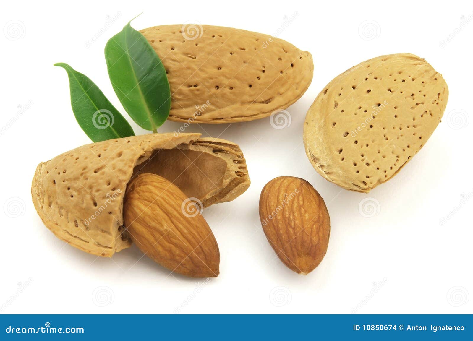 Zoete amandel stock foto. Image of groen, moeilijk, bladeren - 10850674