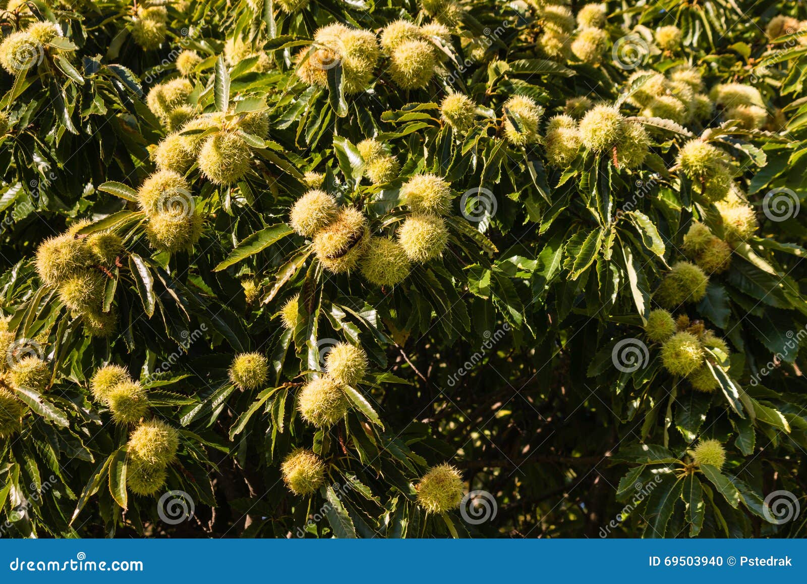 Zoete Kastanjes in Schil Op Boom Stock Foto - Image of zaden, braam ...