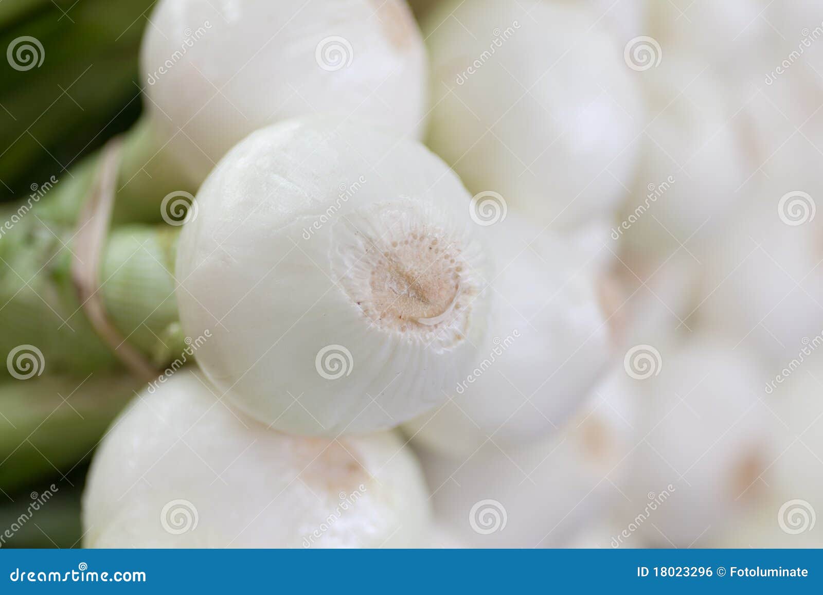 Zoete Witte Ui stock foto. Image of voeding, groen, ontstekings - 18023296