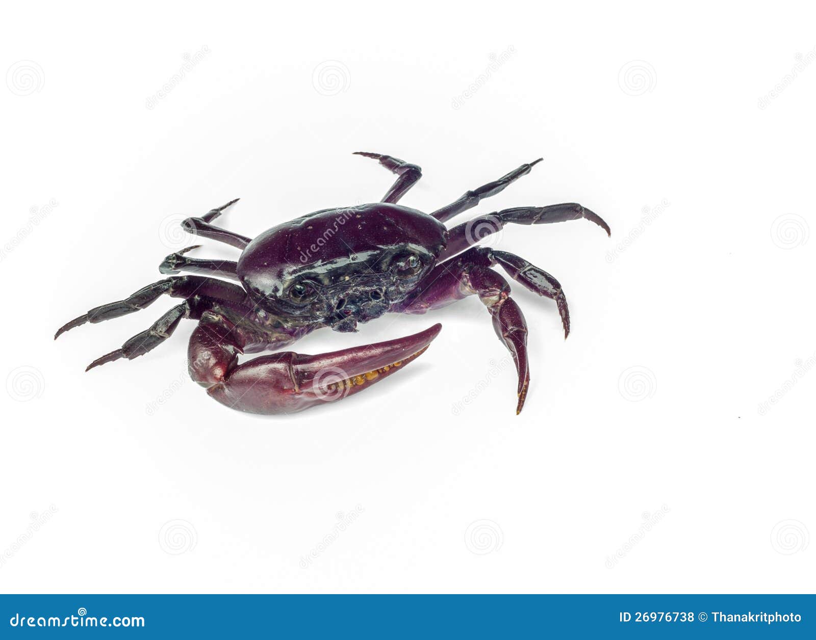 Zoetwater Krab Op Witte Achtergrond Stock Foto - Image of dier, milieu ...