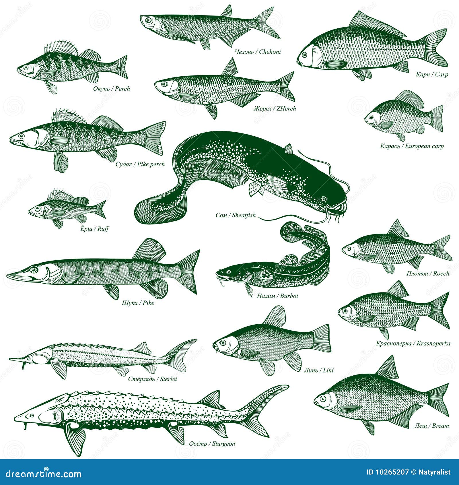 Zoetwatervector 1 Van Vissen Vector Illustratie - Illustration of ...