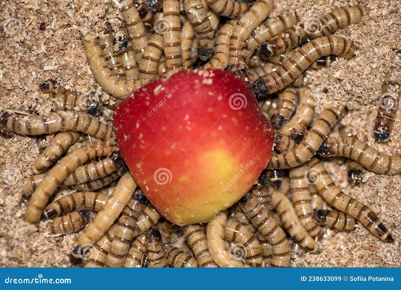 Worms Apple Maggot Larva Eating Rotten Apple Royalty-Free Stock Image ...