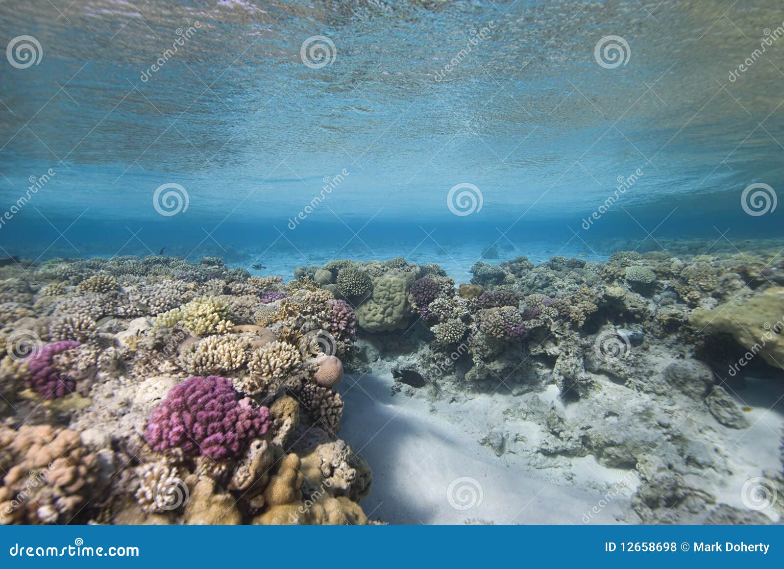 Zolla Dura Della Barriera Corallina Fotografia Stock - Immagine di foto ...