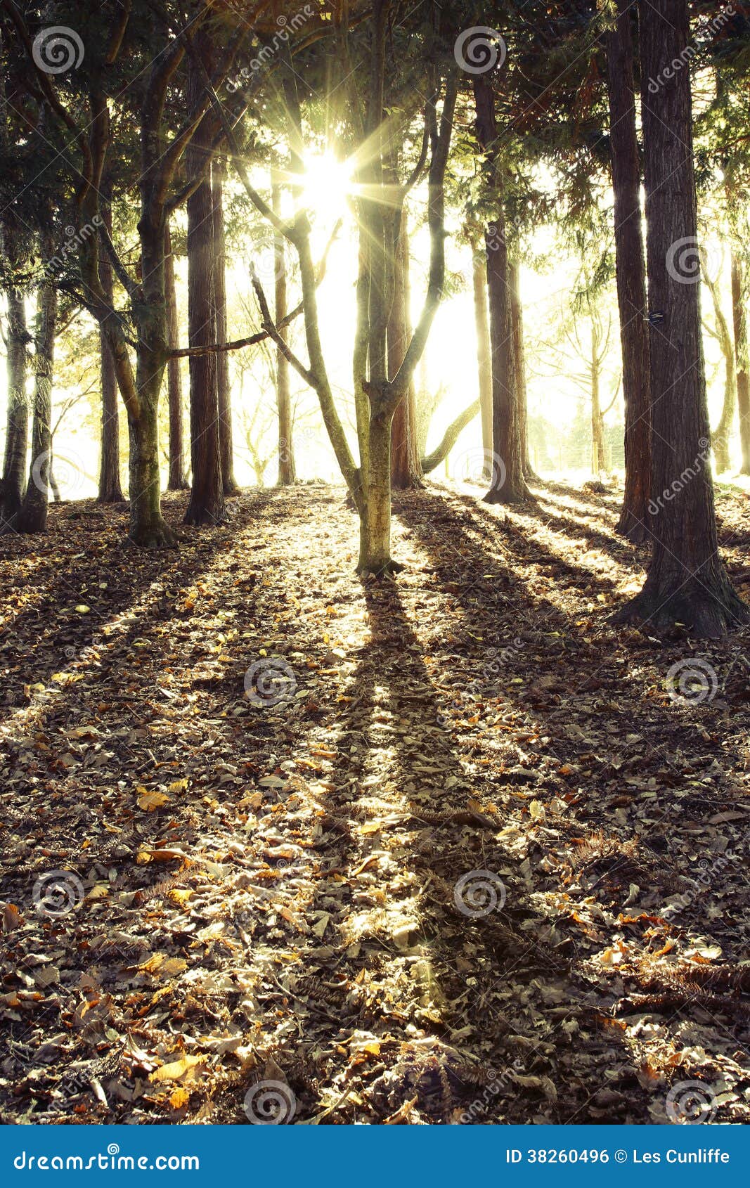 Zon in bomen stock foto. Image of schoonheid, zonlicht - 38260496