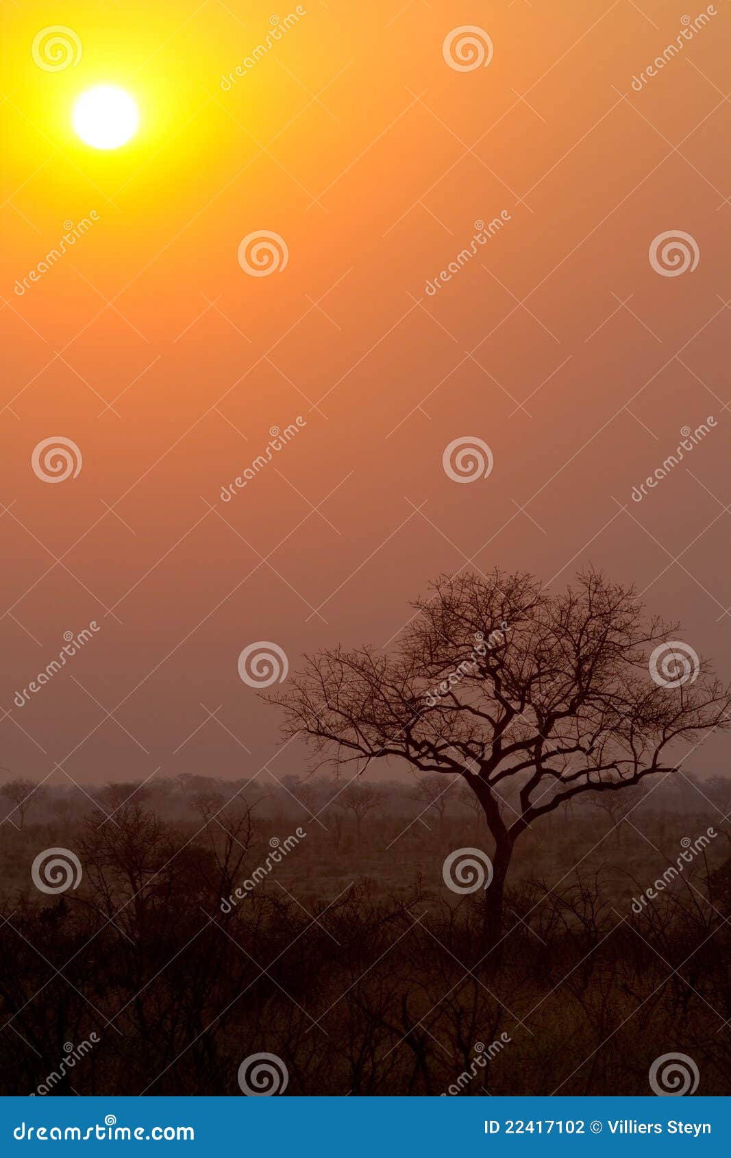 Zon en boom stock foto. Image of middag, zonsondergang - 22417102