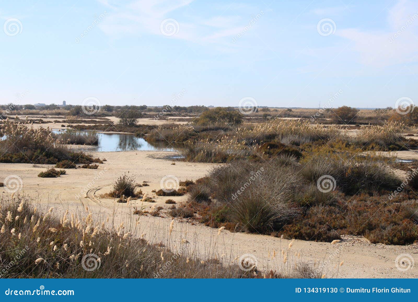 Zona Arida Con Le Piante Asciutte Fotografia Stock - Immagine di nota ...