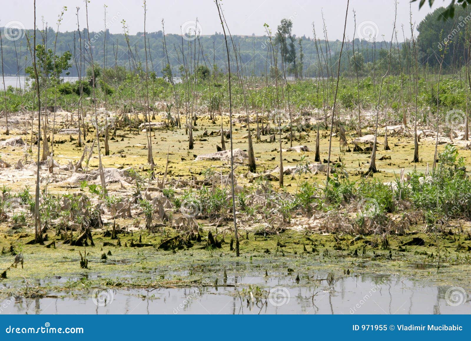 Zona della palude immagine stock. Immagine di palude, calma - 971955