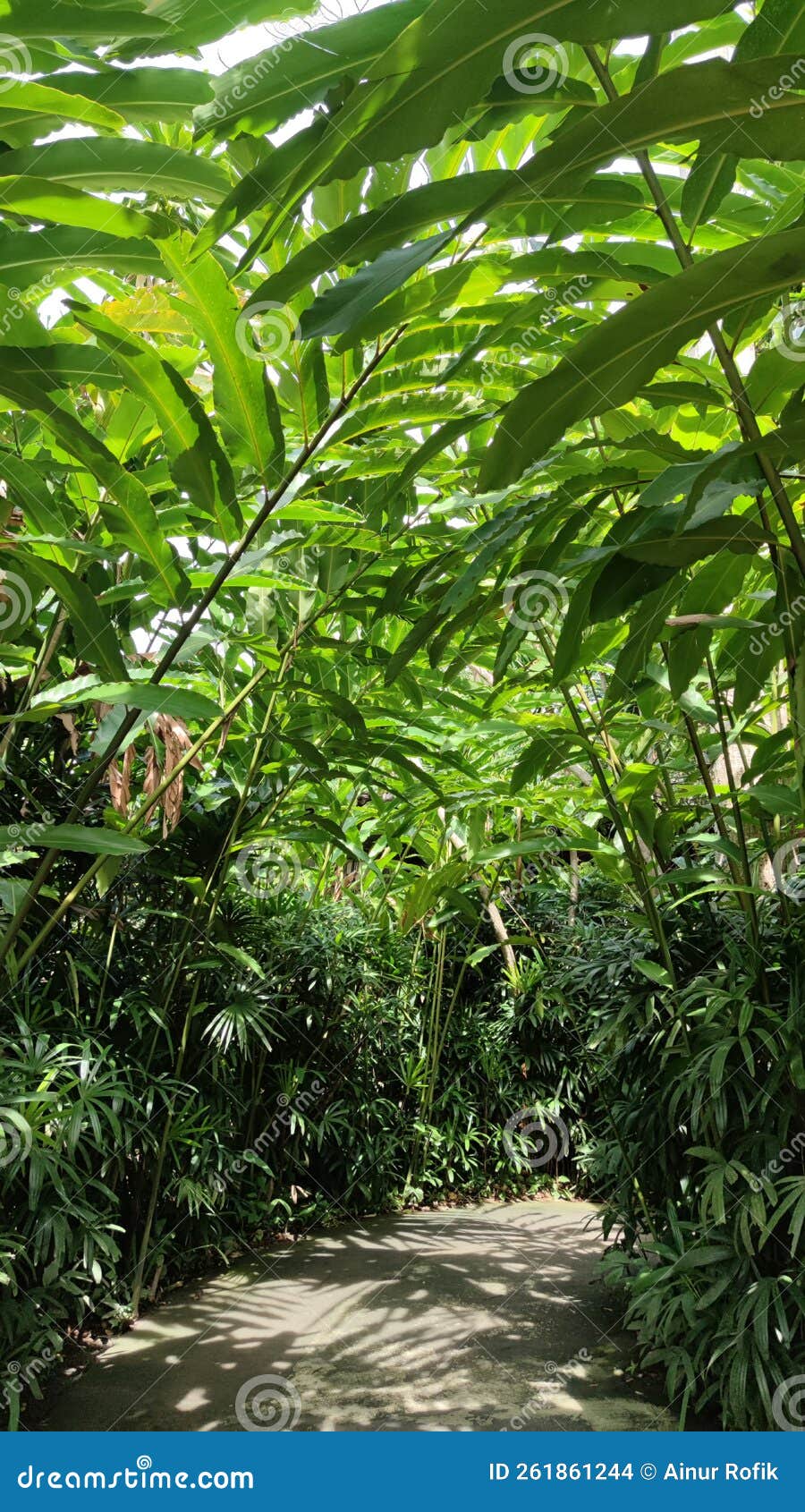 Zona Verde En La Isla De Bali Foto de archivo - Imagen de bali, isla ...