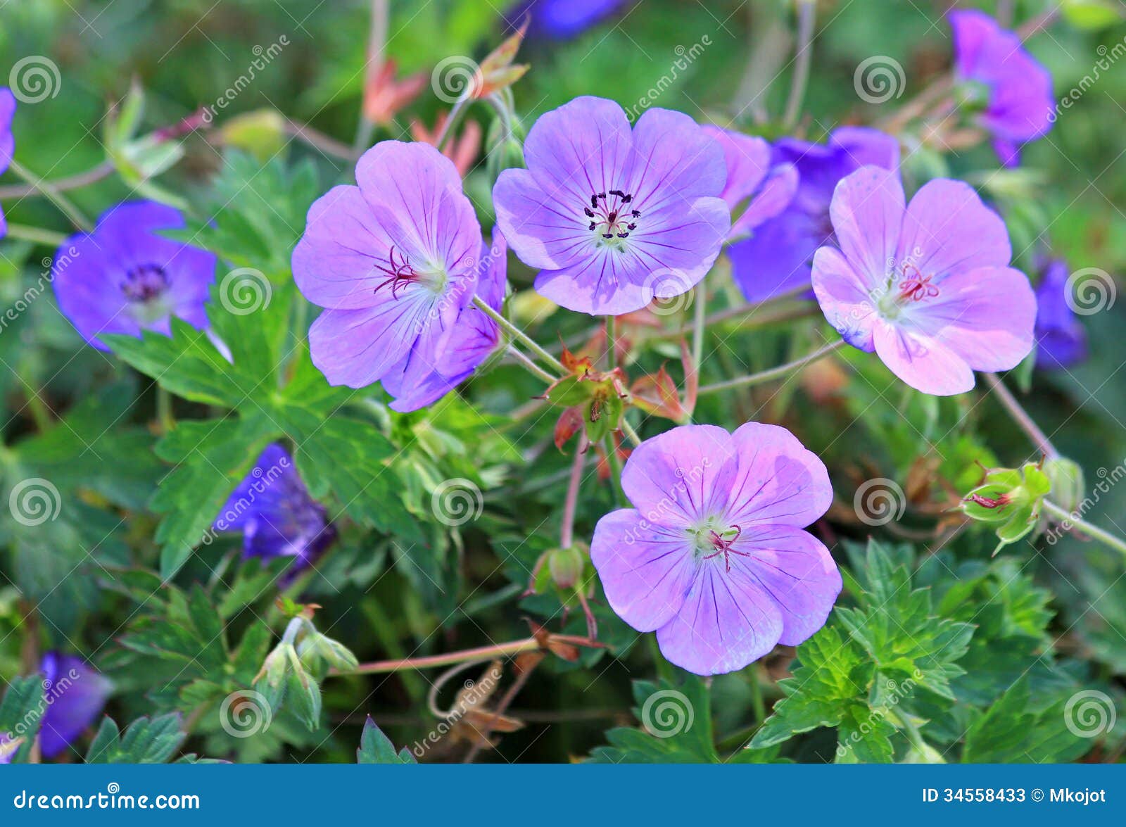 Zonal geranium stock image. Image of flowers, beauty - 34558433