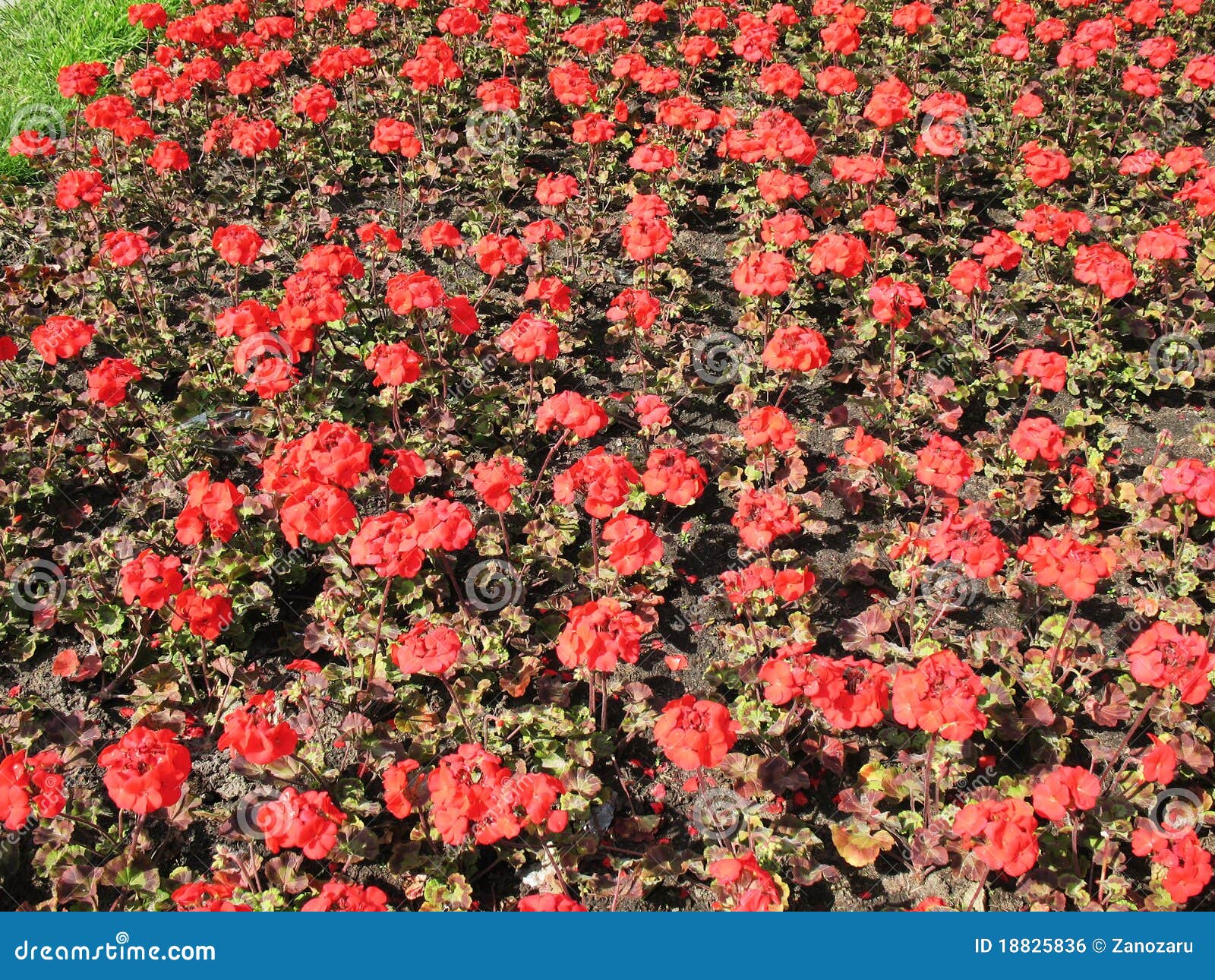 Zonal Pelargonium (Pelargonium Zonale) Stock Photo - Image of beautiful ...
