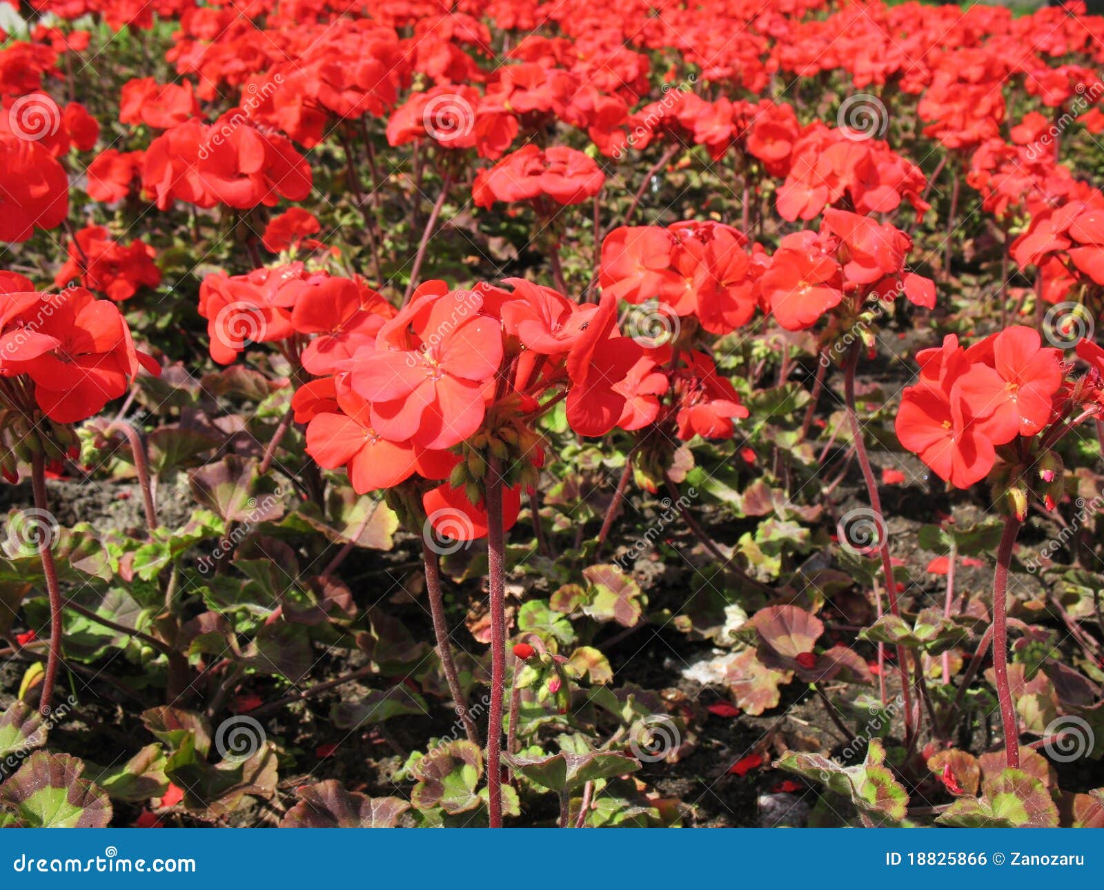 Zonal Pelargonium (Pelargonium Zonale) Stock Photo - Image of leaves ...