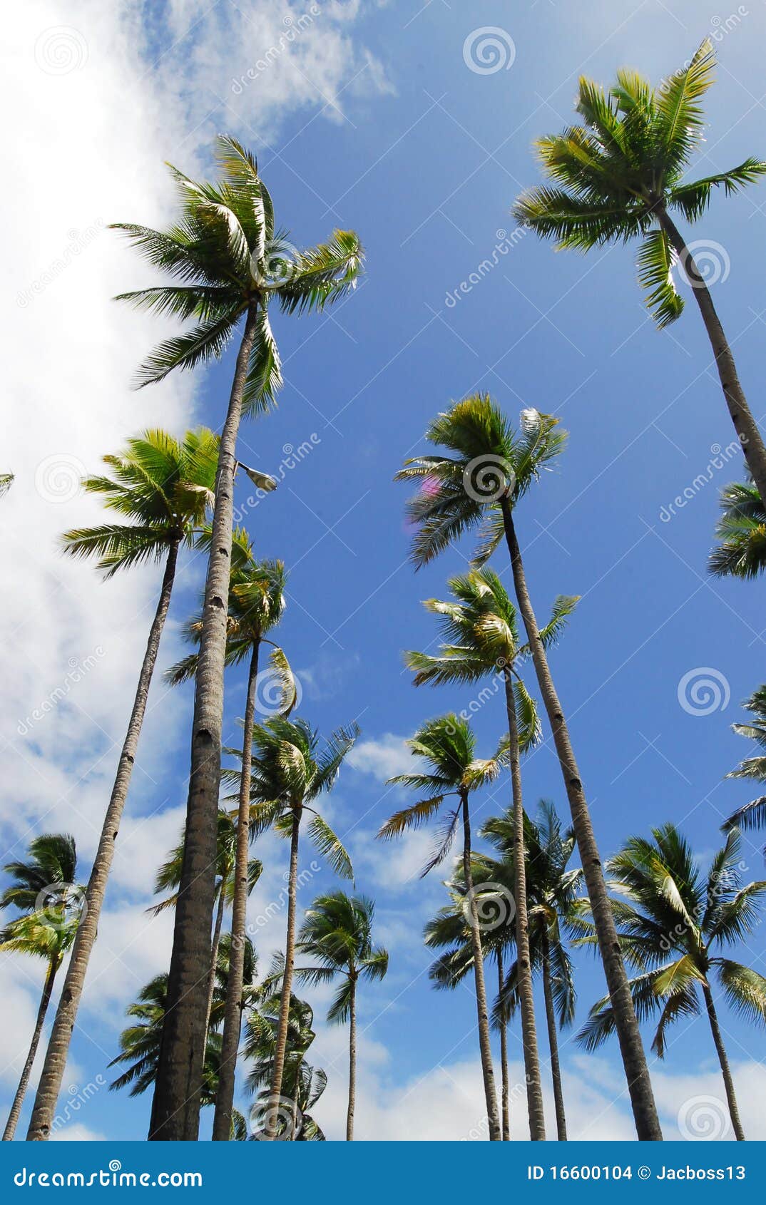 Zonas tropicales foto de archivo. Imagen de outdoor, tropics - 16600104