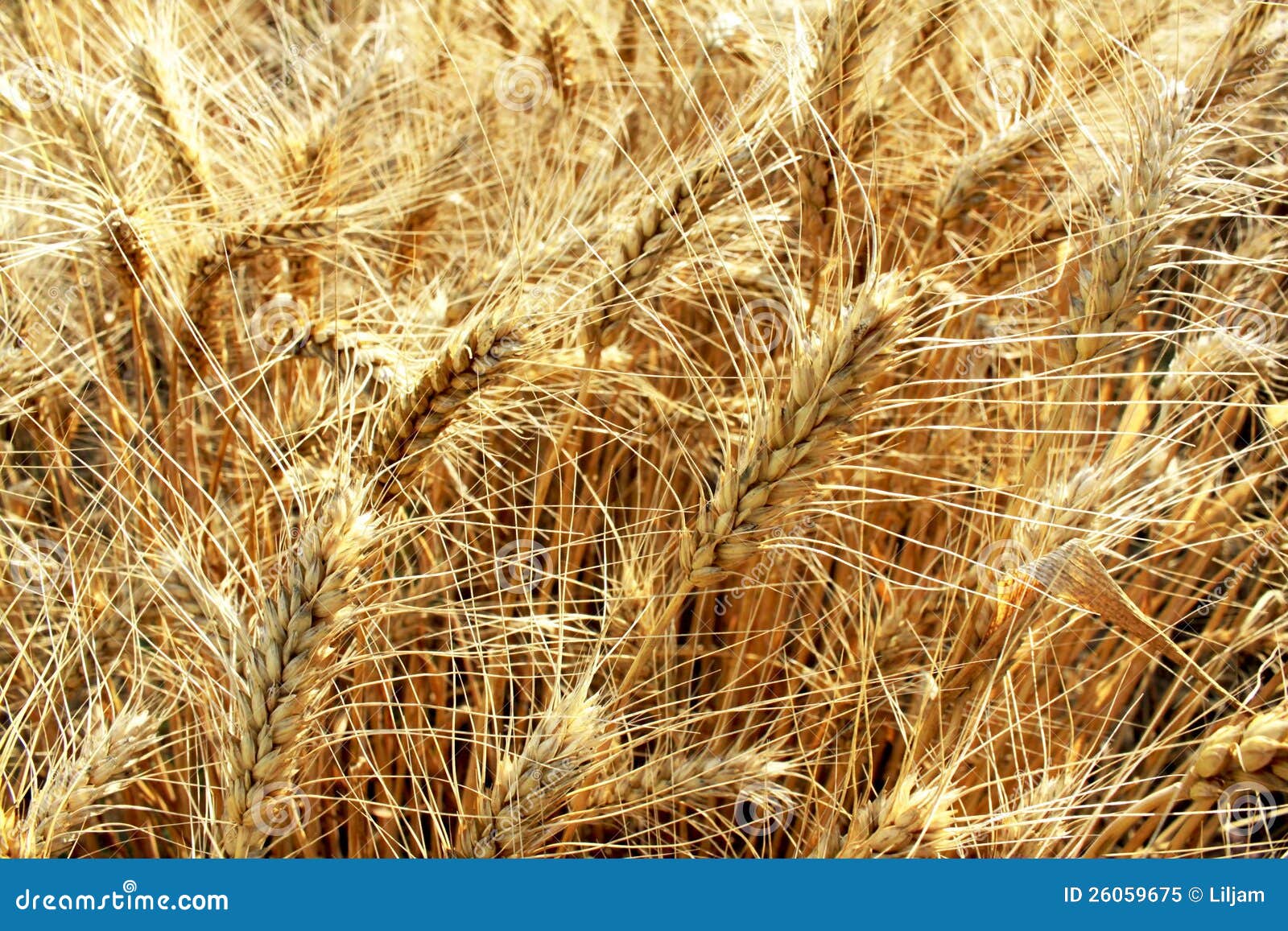 Zone de texture image stock. Image du horizon, texture - 26059675