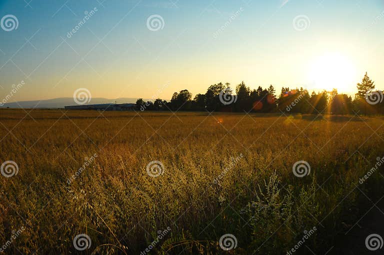 Zone de texture photo stock. Image du fermes, moisson - 29529872