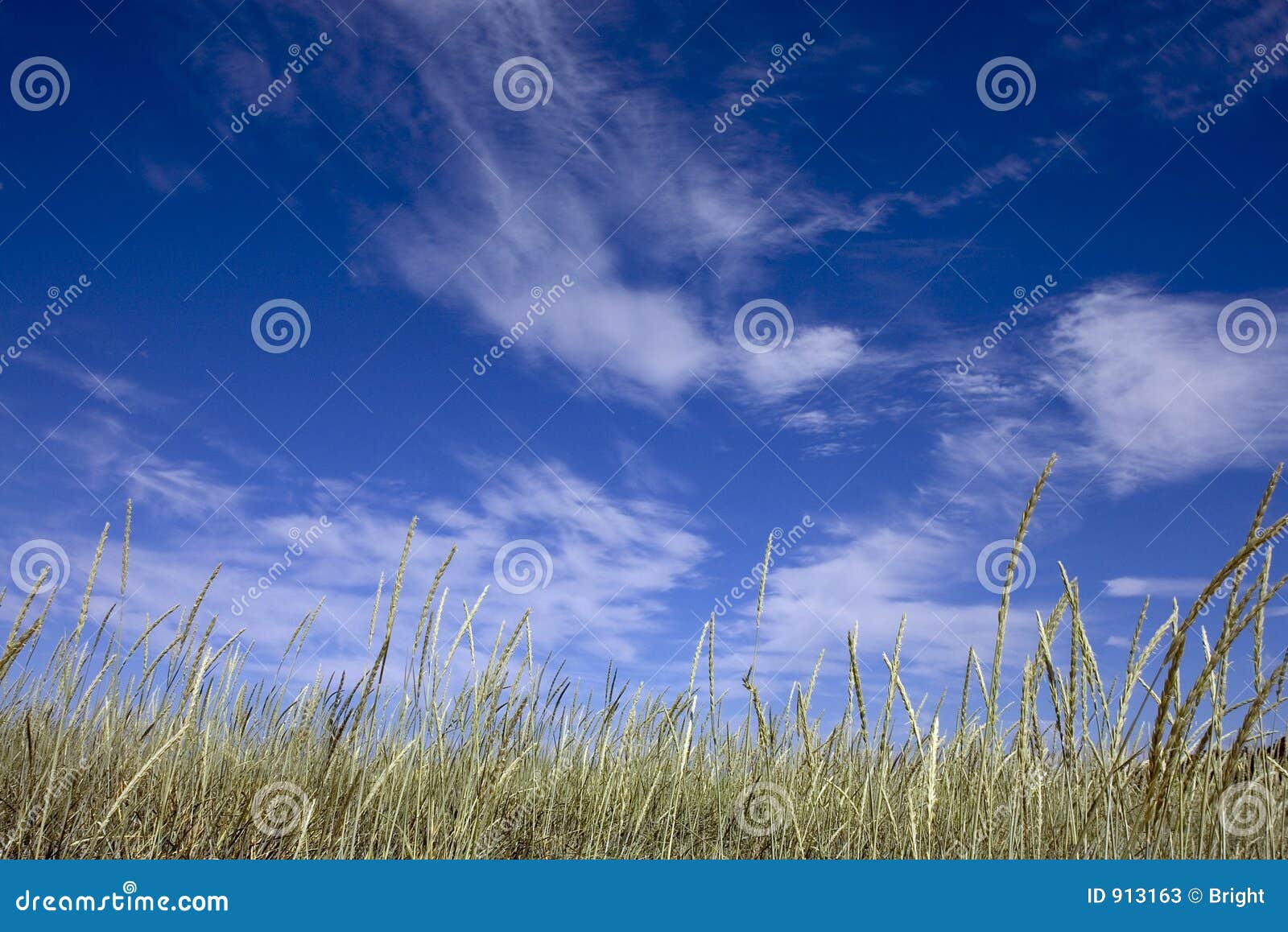 Zone de texture image stock. Image du foncé, été, texture - 913163