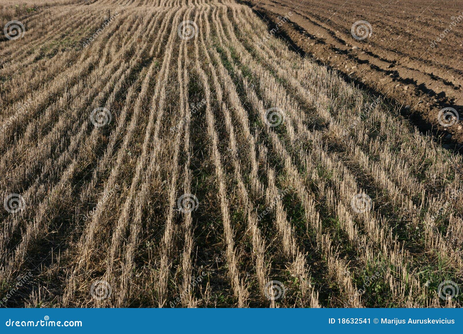 Zone des chaumes image stock. Image du agriculture, pays - 18632541