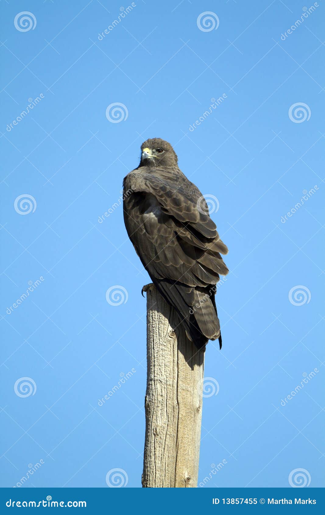 Zone-tailed Hawk, Buteo Albonotatus Stock Image - Image of tailed ...