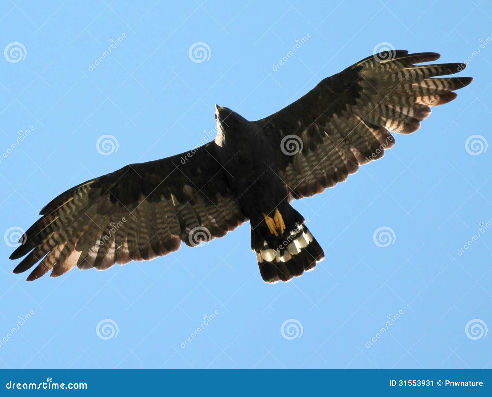 Zone-tailed Hawk in Flight stock image. Image of albonotatus - 31553931