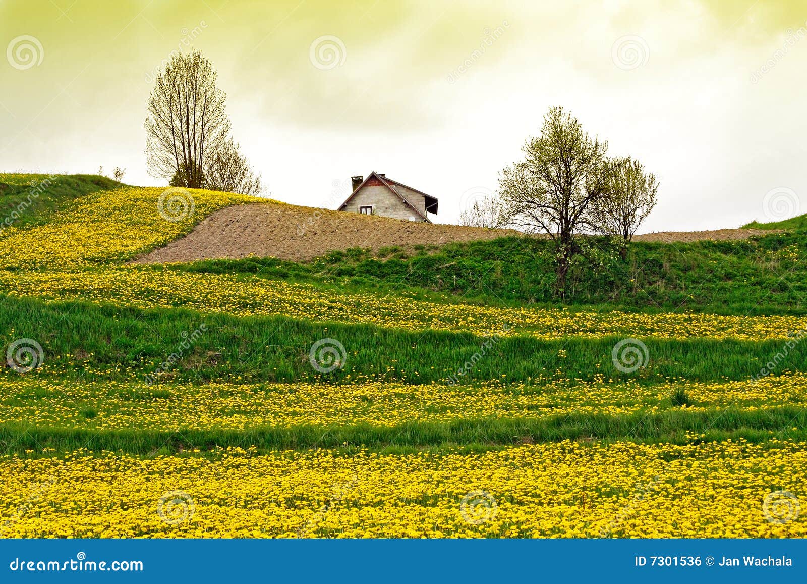 Zone verte photo stock. Image du agriculture, maison, plaine - 7301536
