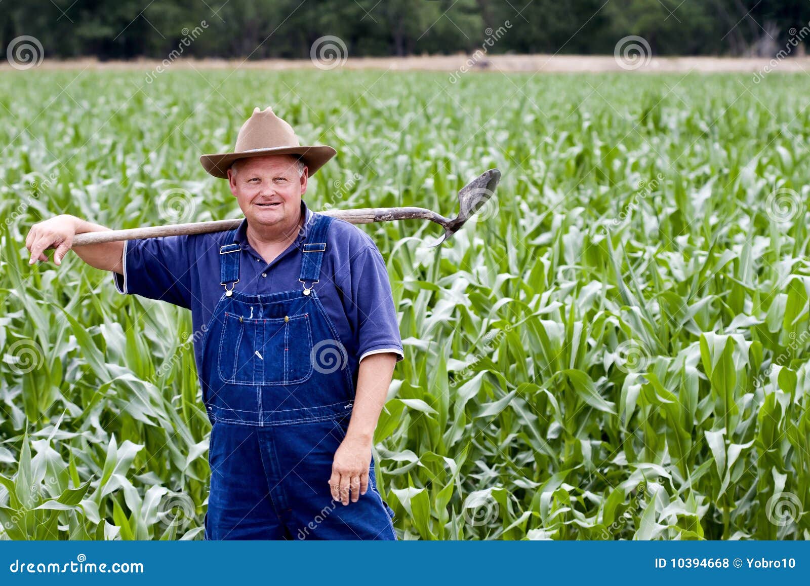 Zones de fermier de maïs photo stock. Image du combinaisons - 10394668